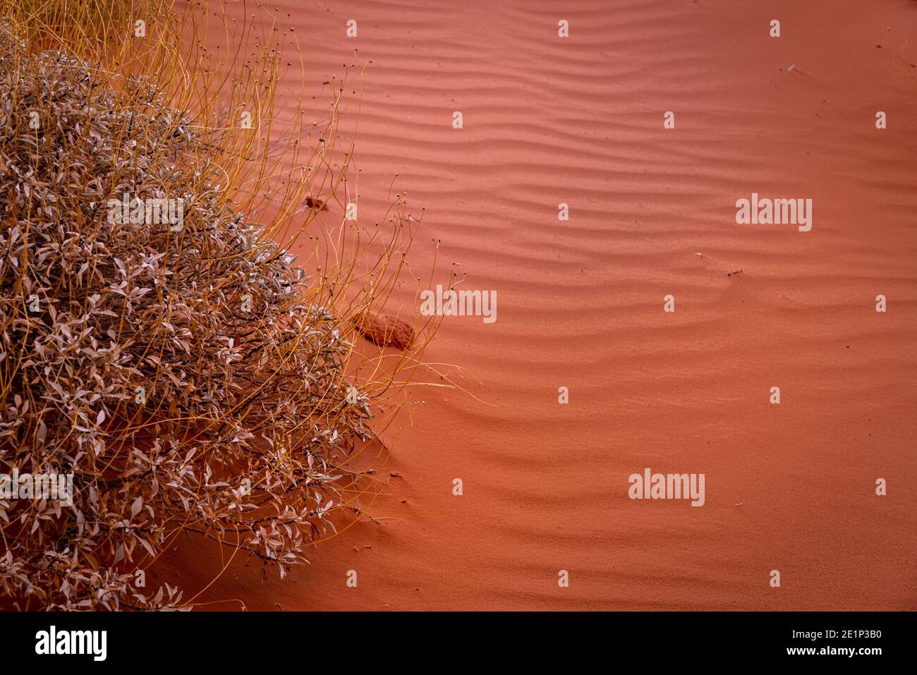 Detail of plant growing in red sand desert, Valley of Fire State Park ...