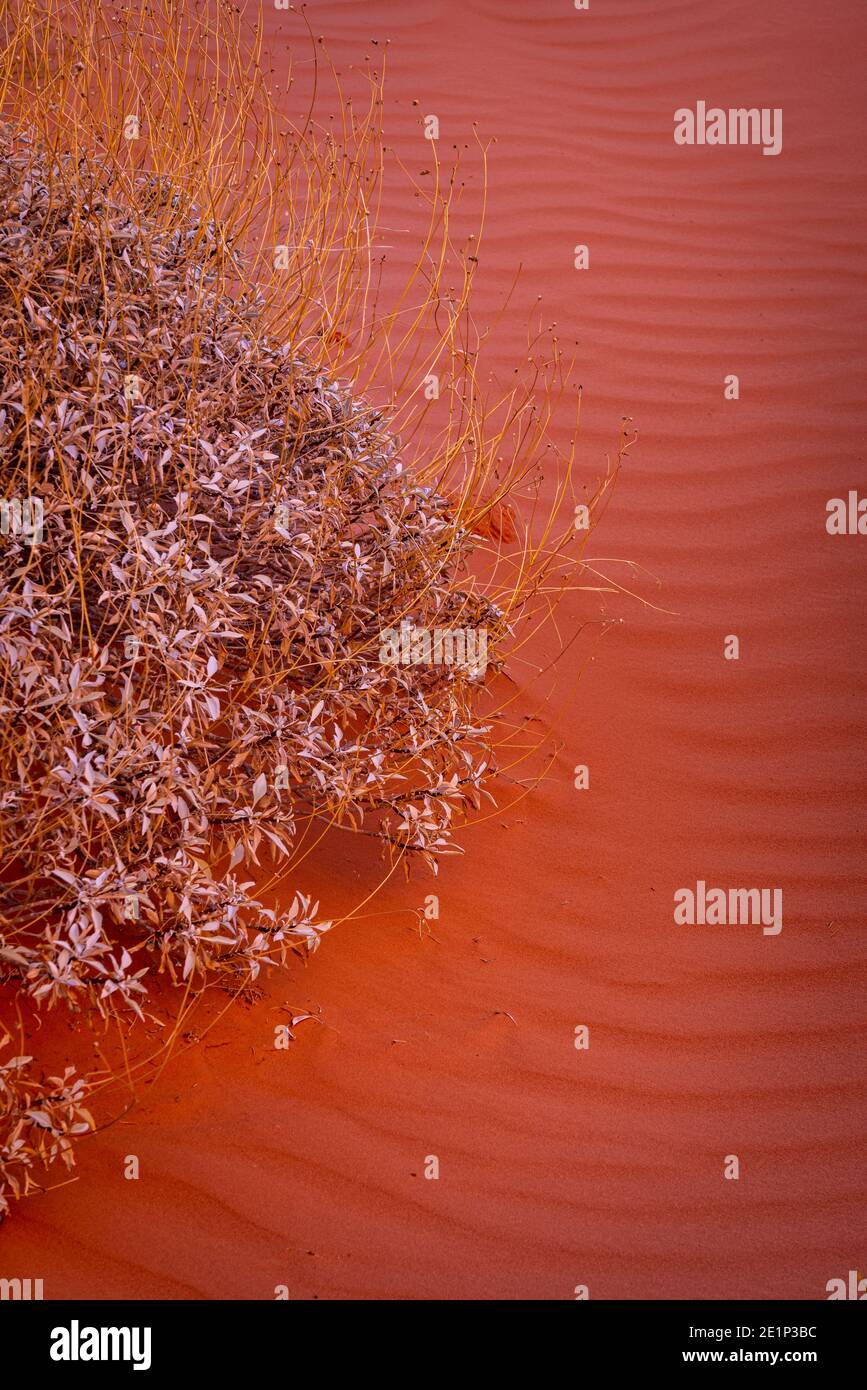 Detail of plant growing in red sand desert, Valley of Fire State Park ...