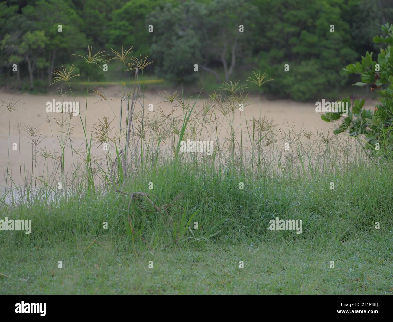 Tufty green grass hi-res stock photography and images - Alamy