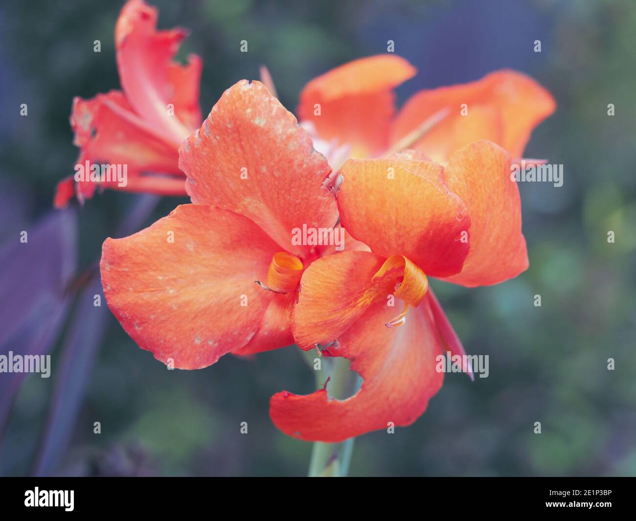 Flowers, Pale orange Canna Lily Blooms in a sub tropical Australian ...