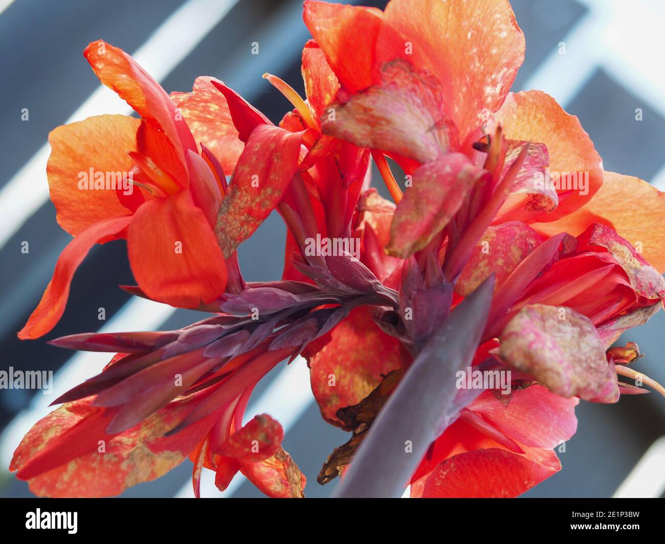 Flowers, Orange Canna Lilies in bloom in an Australian sub tropical ...