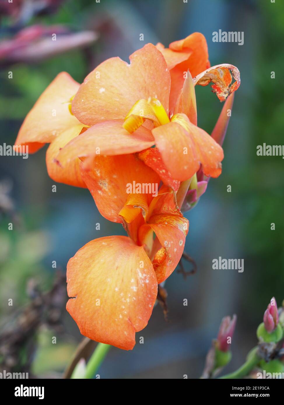 Australian Lilies High Resolution Stock Photography and Images - Alamy