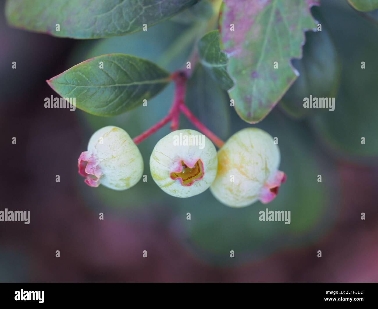 Blueberry fruiting garden hi-res stock photography and images - Alamy