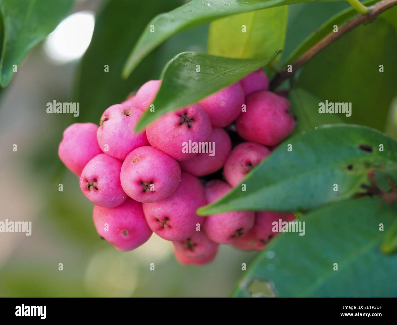 Lily pily hi-res stock photography and images - Alamy