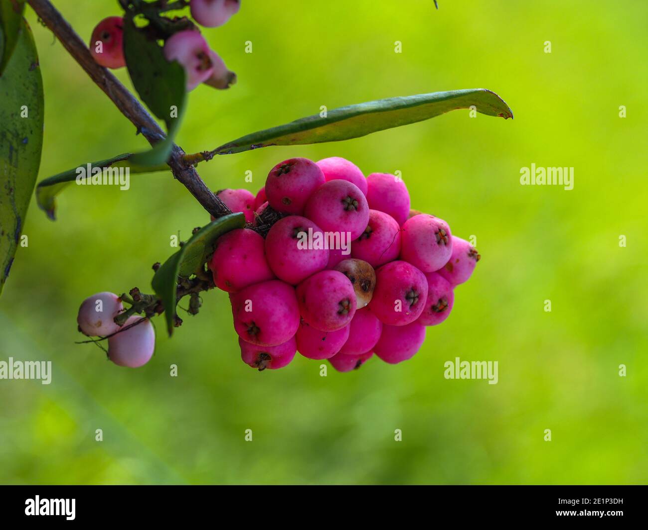 Pink Lilly Pilly berries on the tree, green leaves, summer, Australian ...