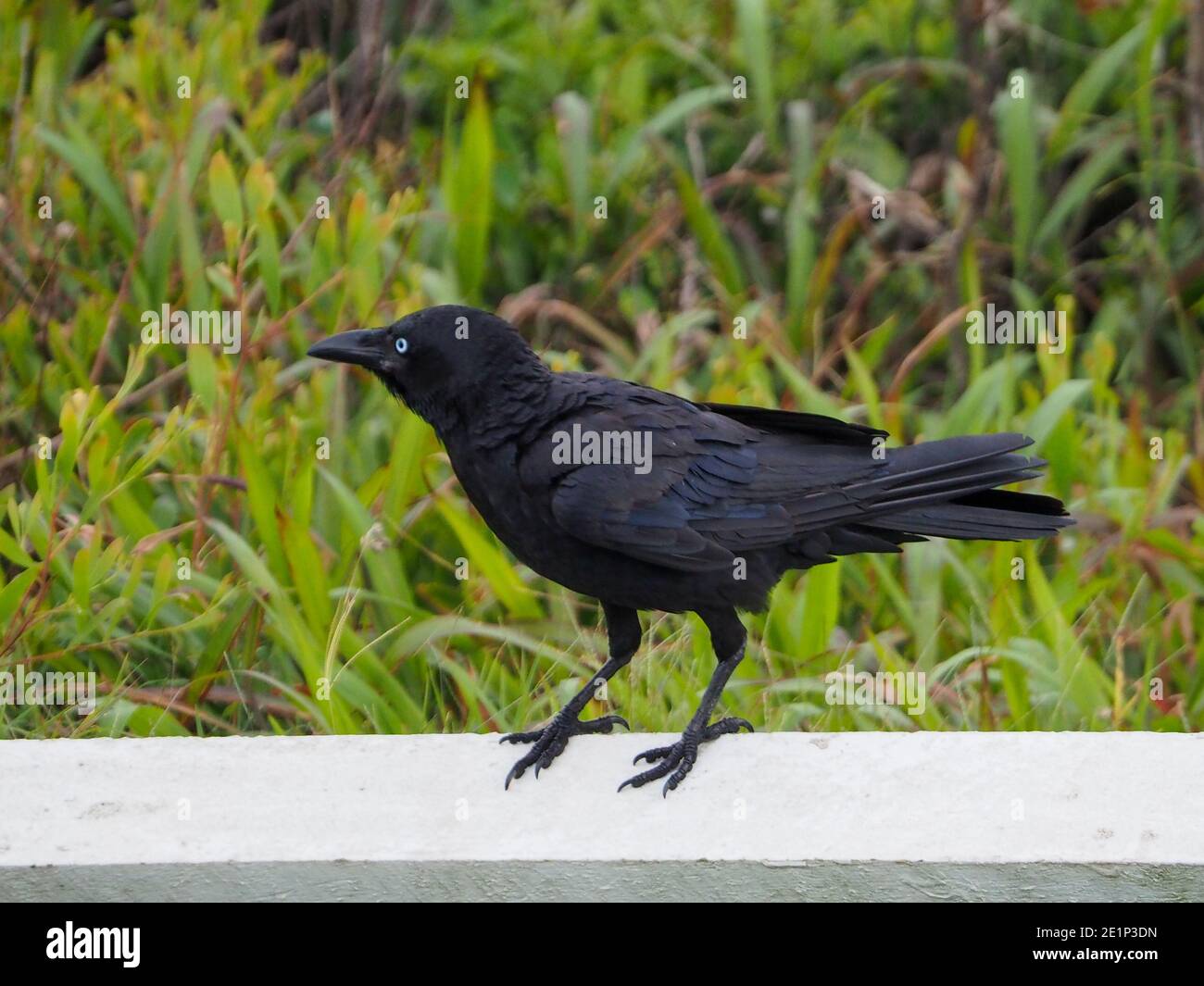 An Australian Raven or crow with it's piercing blue white eyes and ...