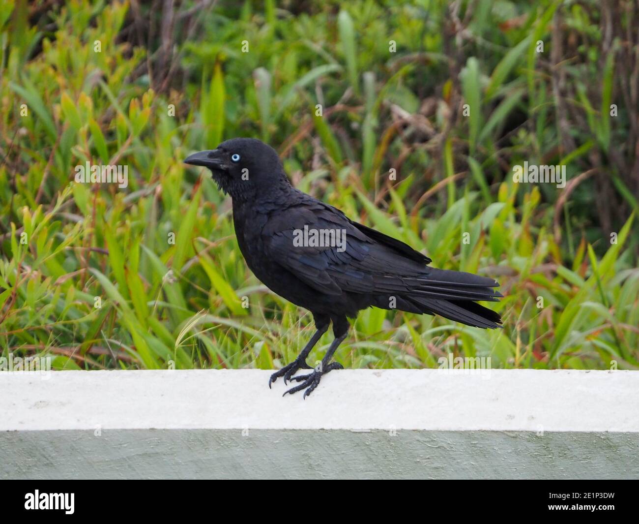 An Australian Raven or crow with it's piercing blue white eyes and ...