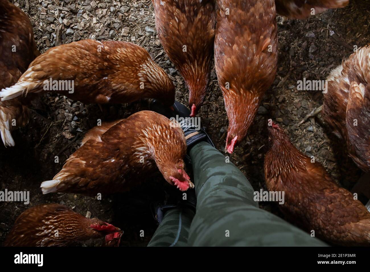 Chicken pecking hi-res stock photography and images - Alamy