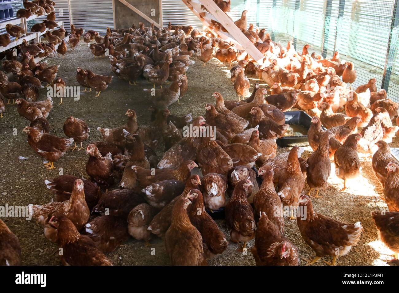 chickens in hen house in a large group Stock Photo - Alamy