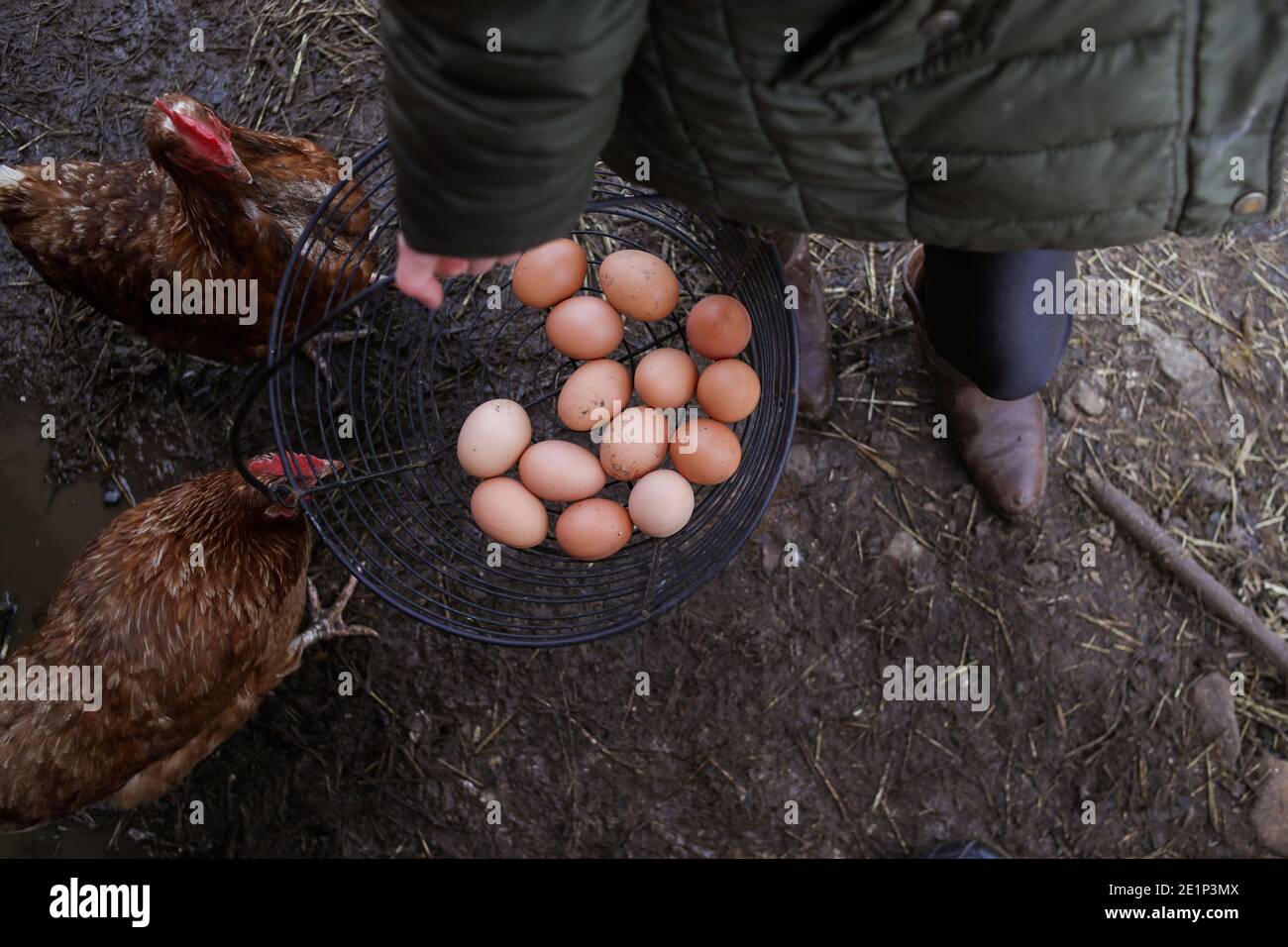 basket full of eggs held by young girl on farm Stock Photo - Alamy