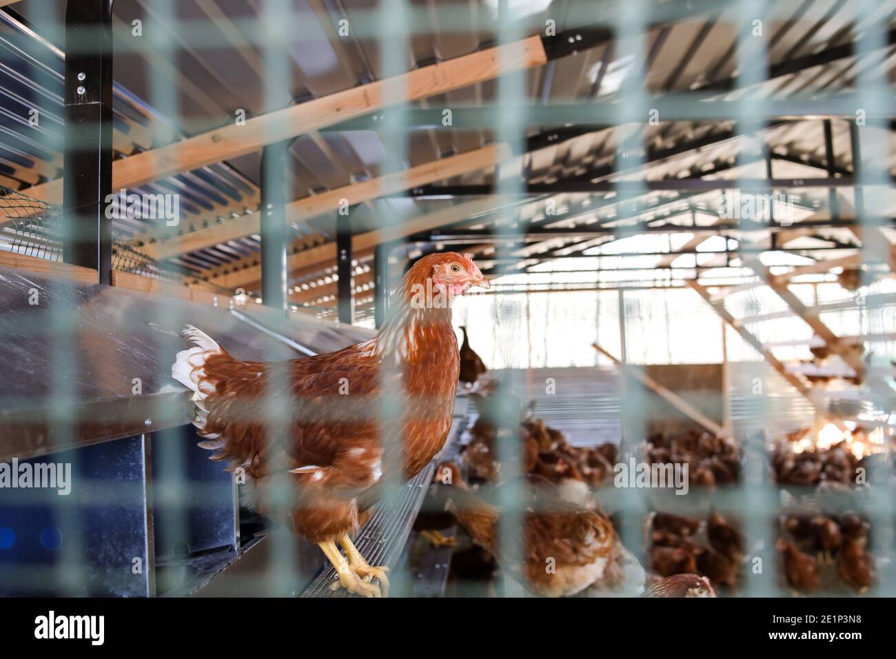 One chicken standing on ledge in hen house shot through fencing Stock ...