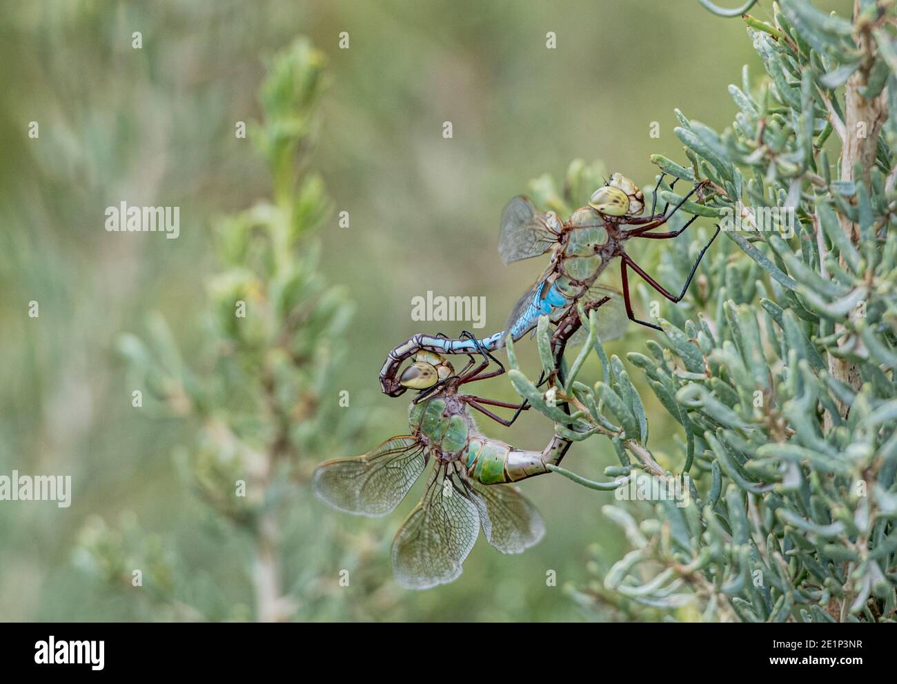 Colorado state insects hi-res stock photography and images - Alamy