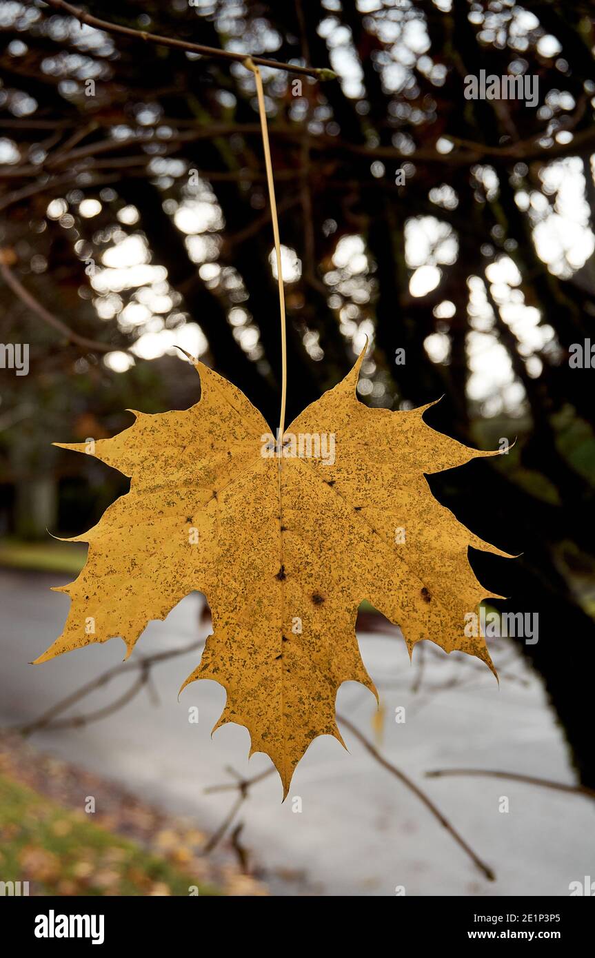 Single maple leaf hi-res stock photography and images - Alamy