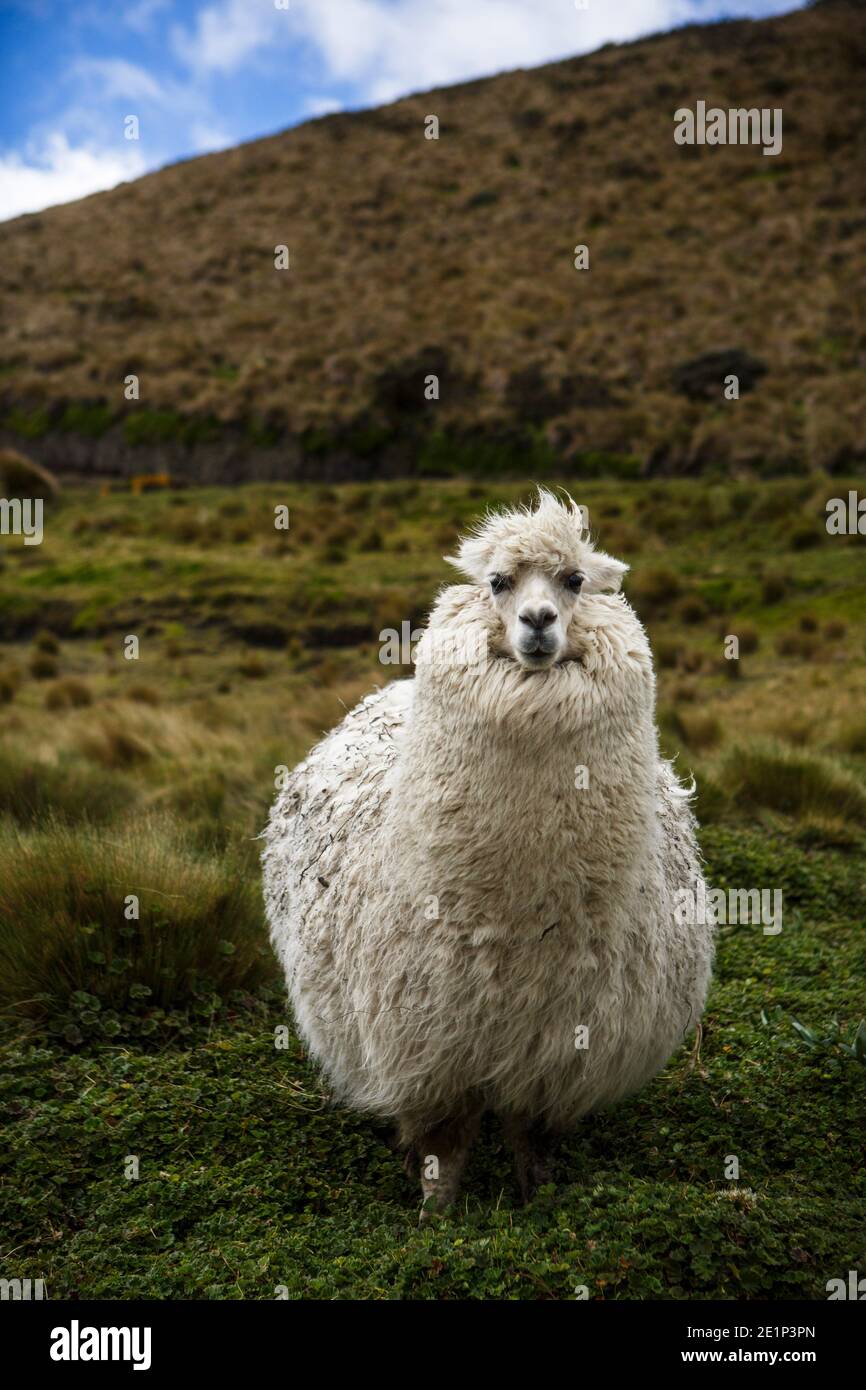 Ecuador Volcano Alpaca High Resolution Stock Photography and Images - Alamy