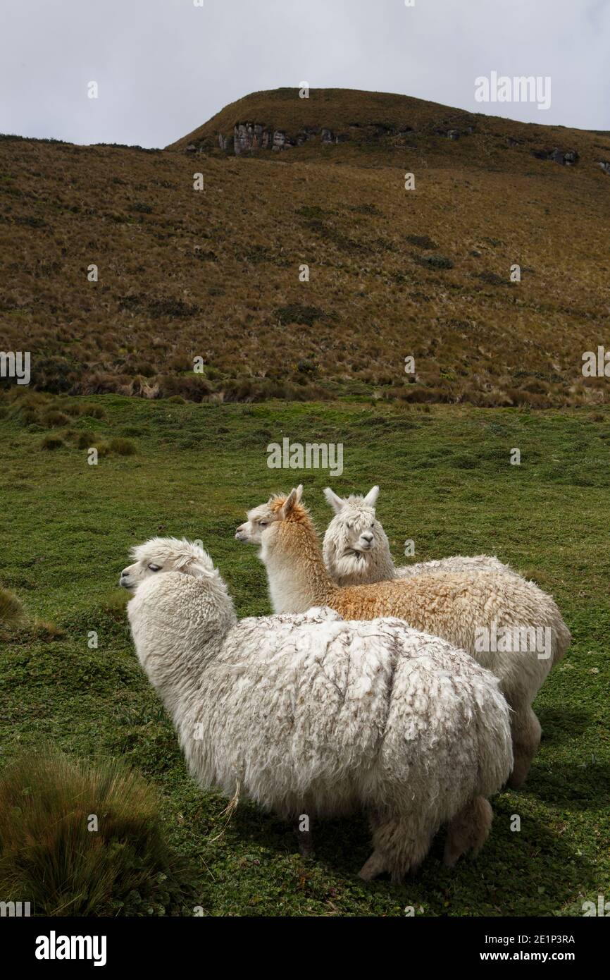 Ecuador volcano pichincha near quito hi-res stock photography and ...