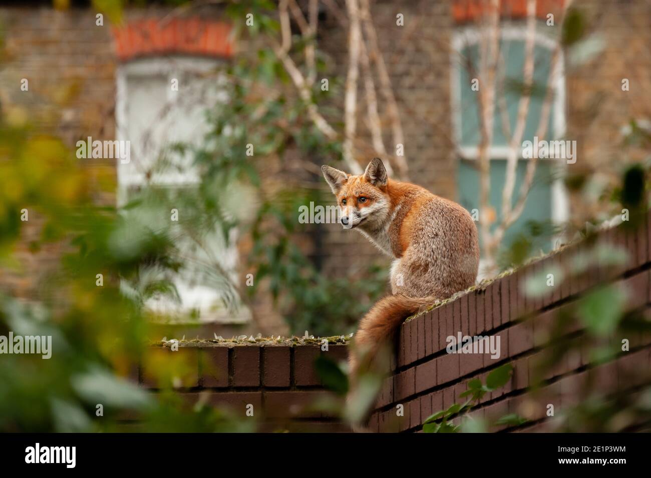Red Fox (Vulpes vulpes) wandering on top of brick wall spiked with ...