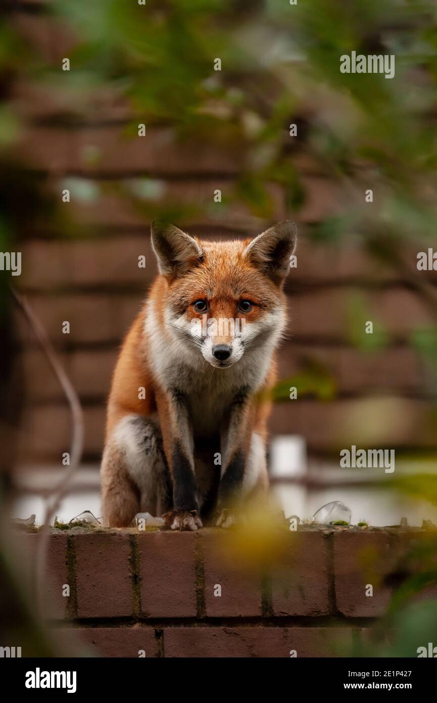 Red Fox (Vulpes vulpes) wandering on top of brick wall spiked with ...