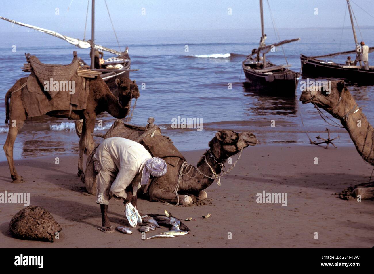 A man loading his fish onto camels on the Makran Coast of Pakistan ...