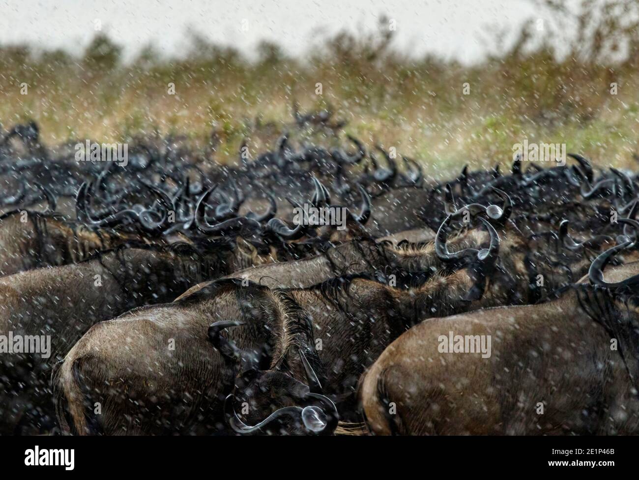 African savanna rain hi-res stock photography and images - Alamy