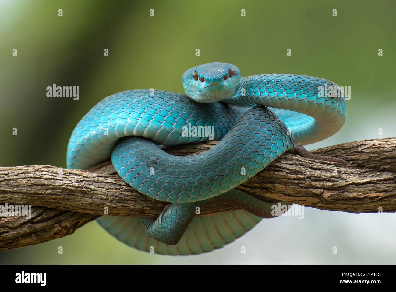 Sunda island pit viper ( Trimeresurus insularis Stock Photo - Alamy