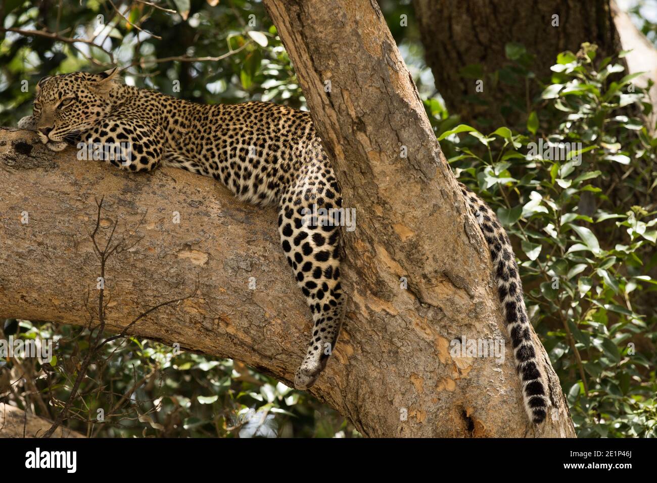 Leopard in tree in Africa Stock Photo - Alamy