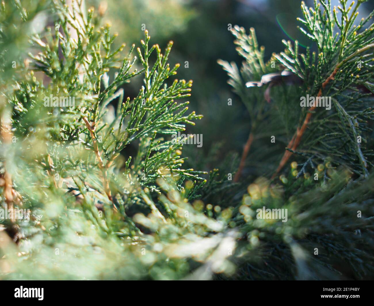 Juniper branch bathed in sunlight Stock Photo - Alamy