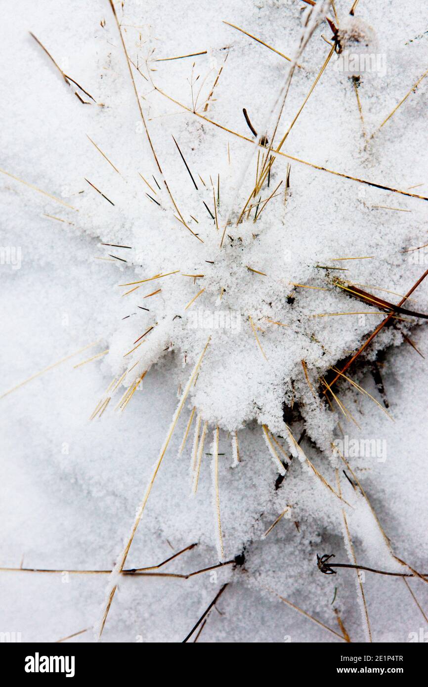 Bush cover hi-res stock photography and images - Alamy