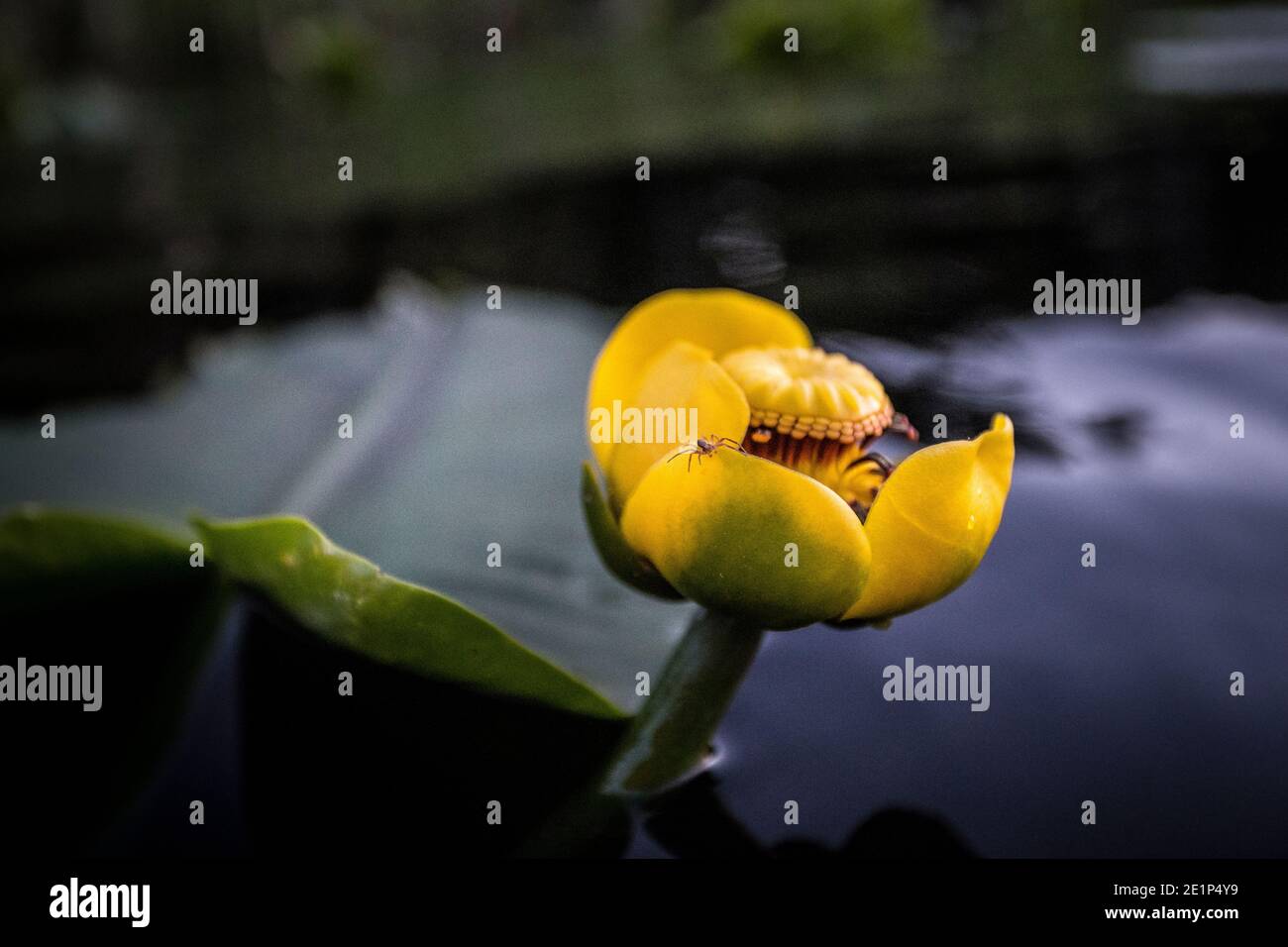 Spider lilly hi-res stock photography and images - Alamy