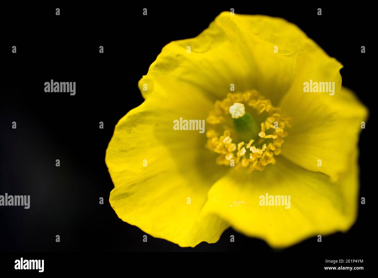 Macro fine art hi-res stock photography and images - Alamy