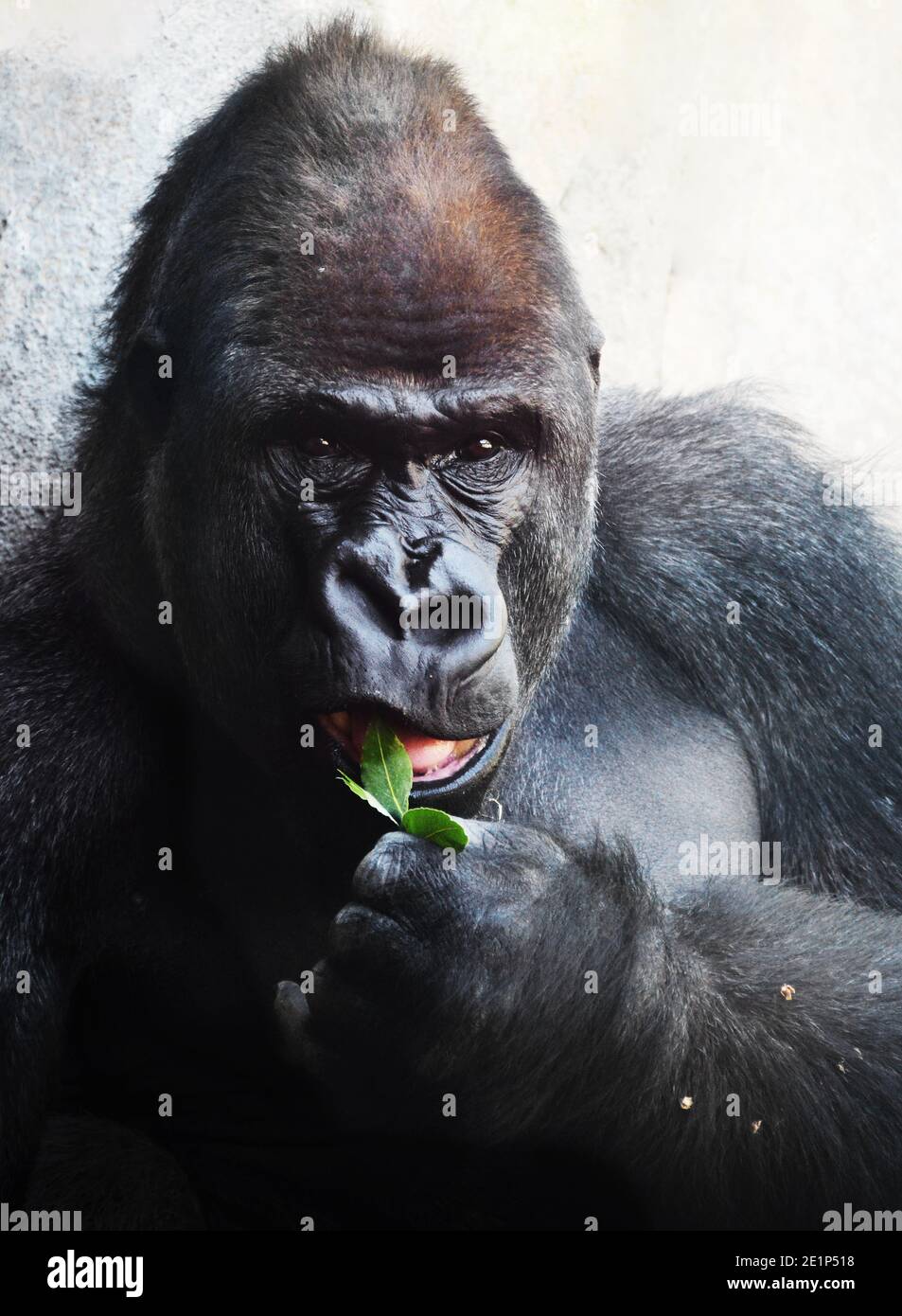 Adult silverback gorilla eating a plant Stock Photo - Alamy