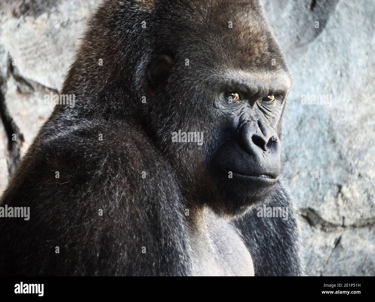 Adult silverback gorilla looking at camera Stock Photo - Alamy