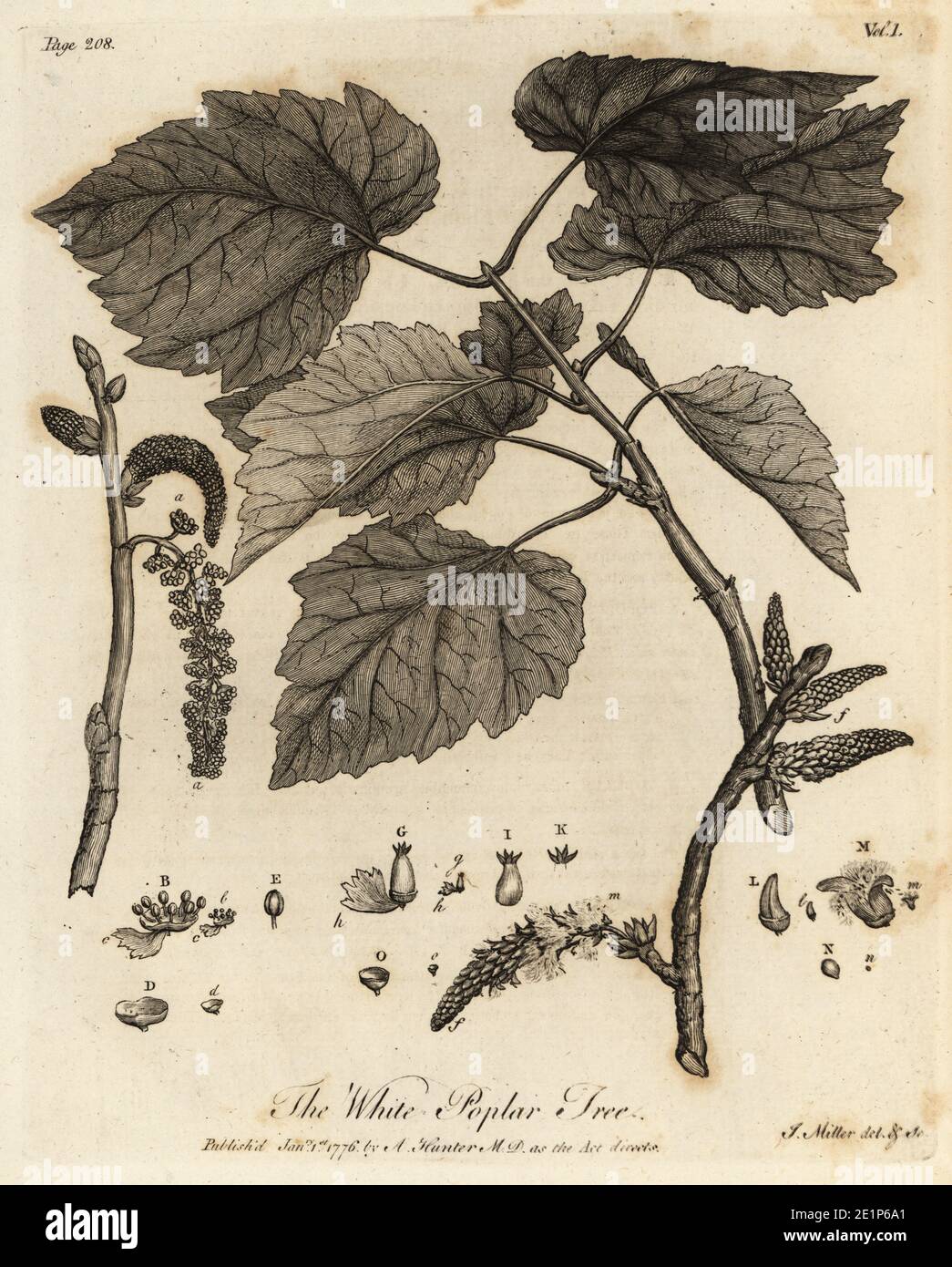 White Poplar Tree Drawing