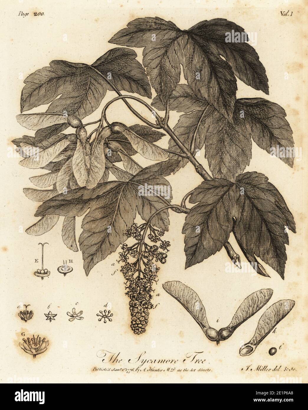 Sycamore Tree, Acer pseudoplatanus. Copperplate engraving drawn and ...