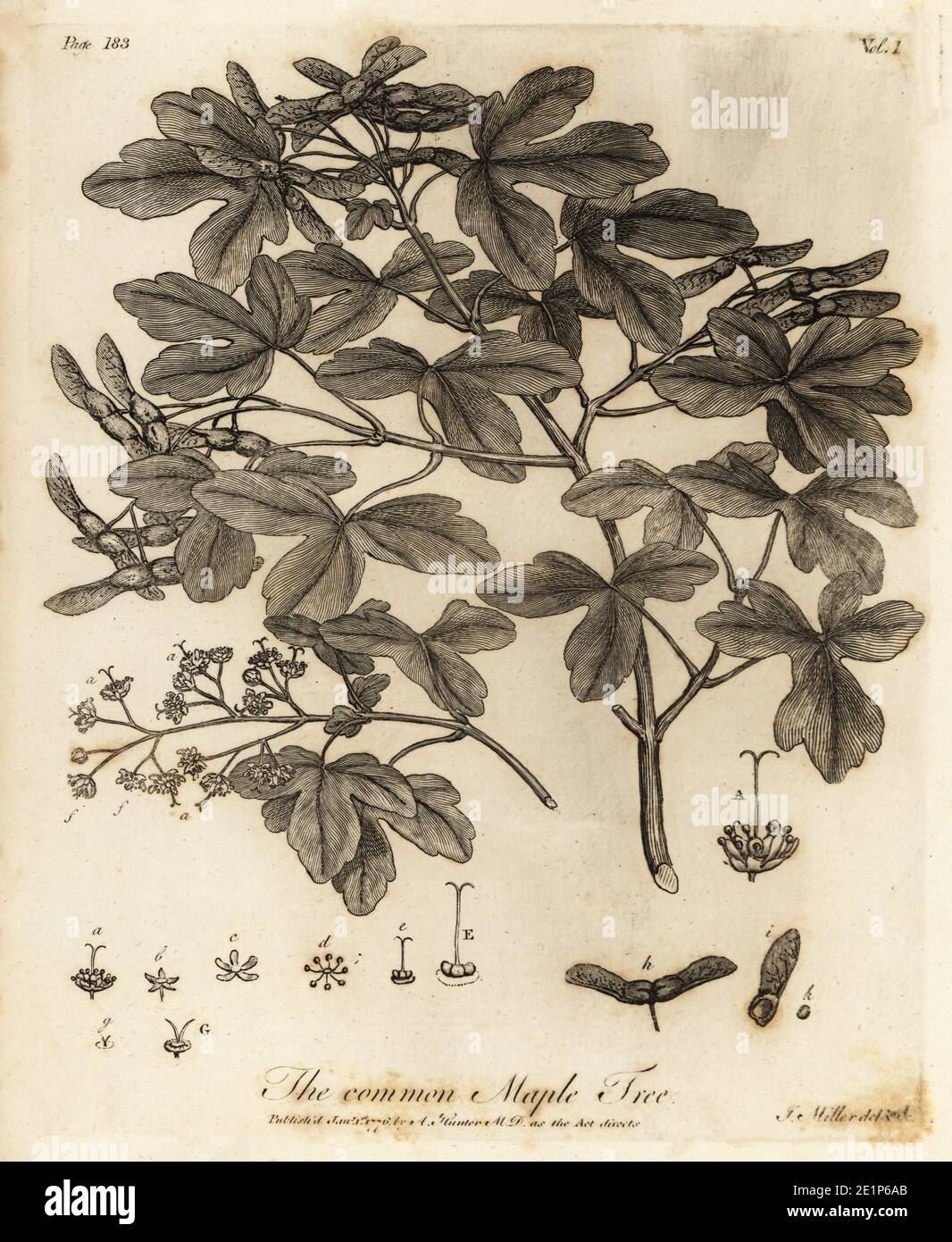 Engraved maple hi-res stock photography and images - Alamy