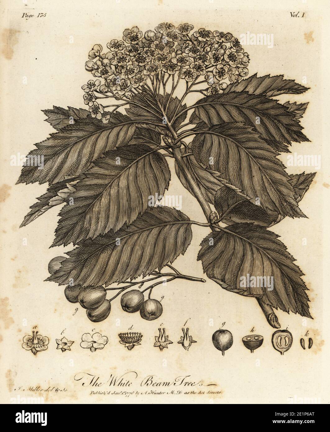 Whitebeam, Sorbus aria. White Beam Tree., Crataegus aria. Copperplate ...