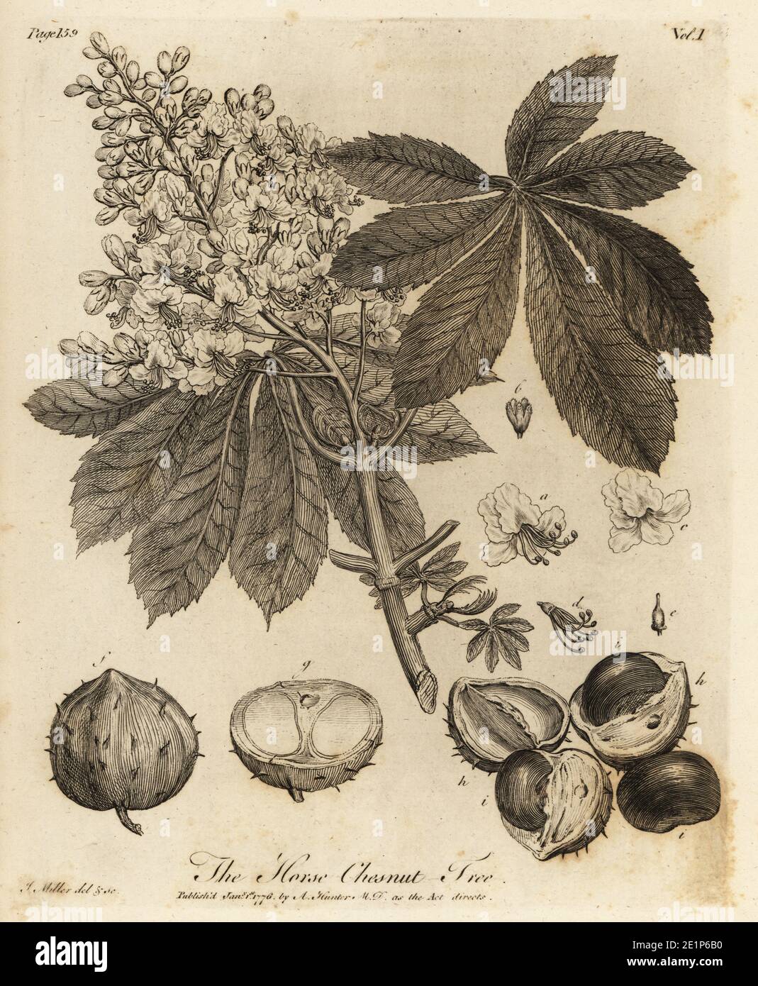 Horse chestnut botanical illustration hi-res stock photography and ...