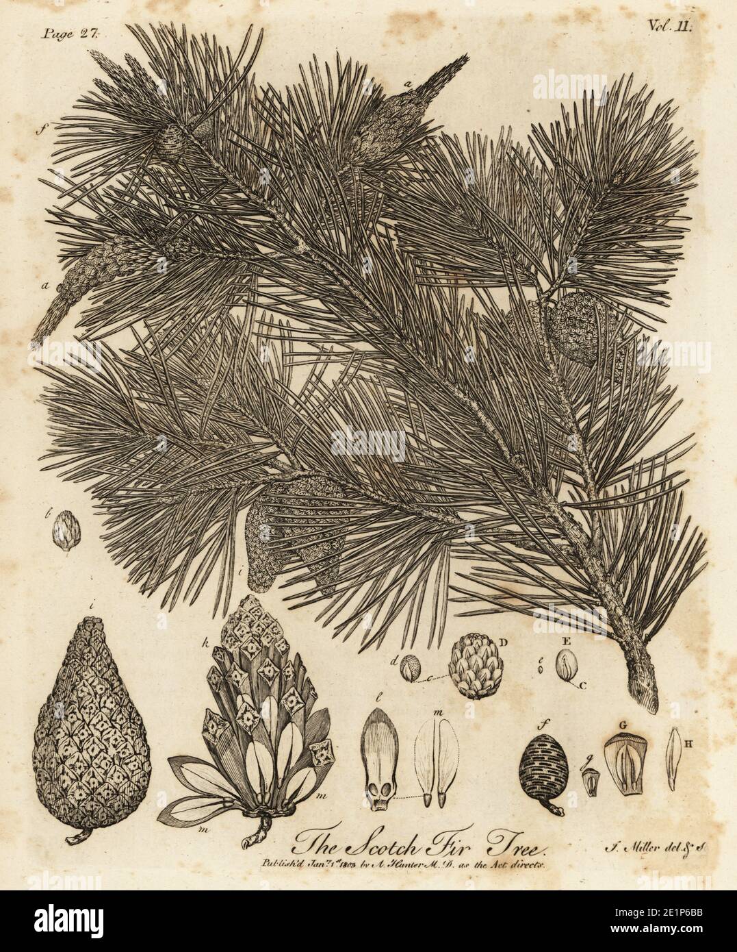 Scotch fir hi-res stock photography and images - Alamy