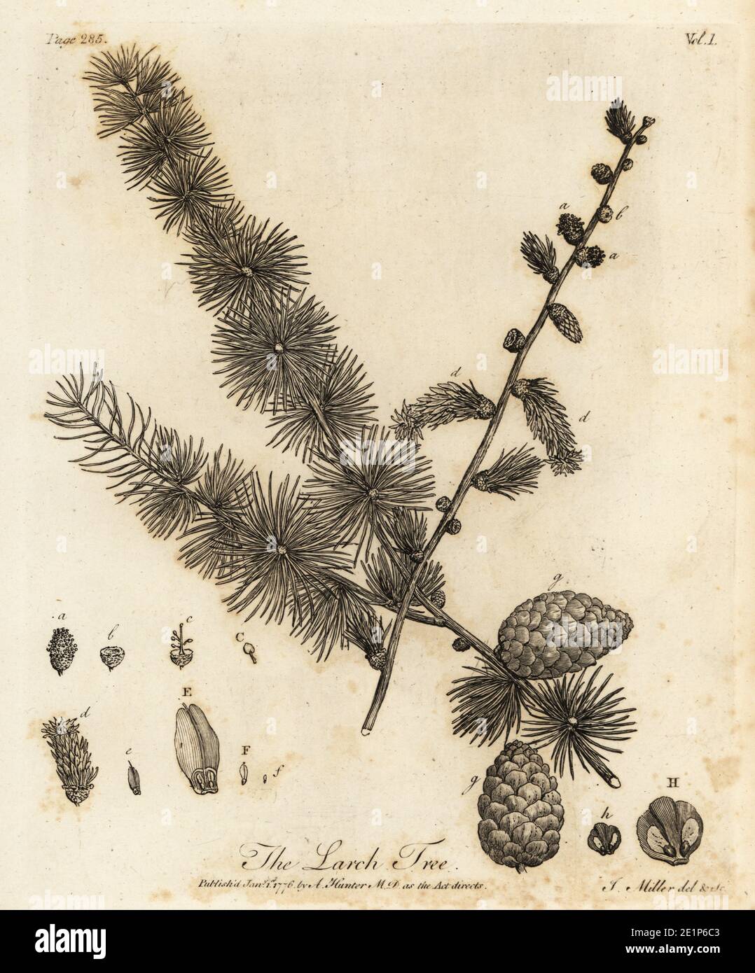 European larch, Larix decidua. Larch Tree, Pinus larix. Copperplate ...