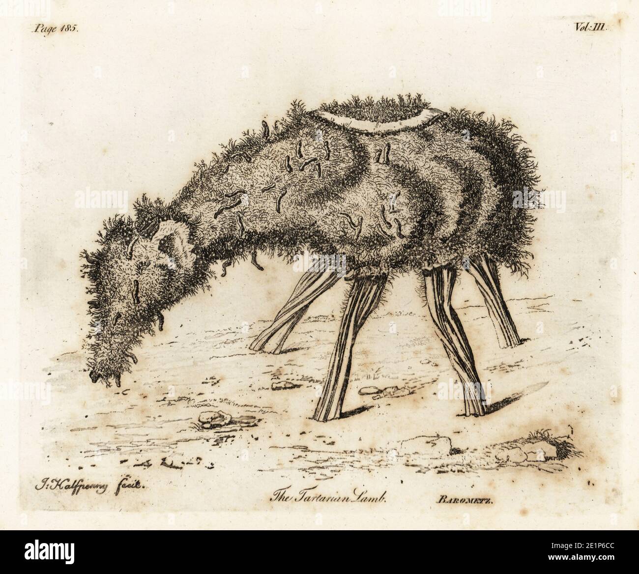 Tartary hi-res stock photography and images - Alamy