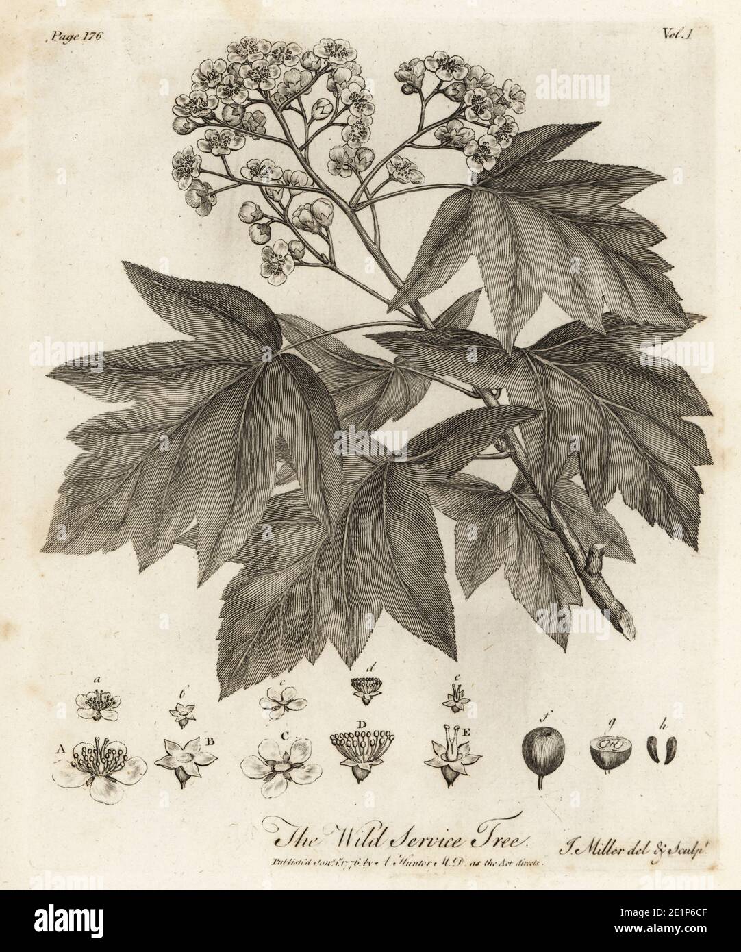 Wild service tree, chequers, and checker tree, Sorbus torminalis. Wild ...