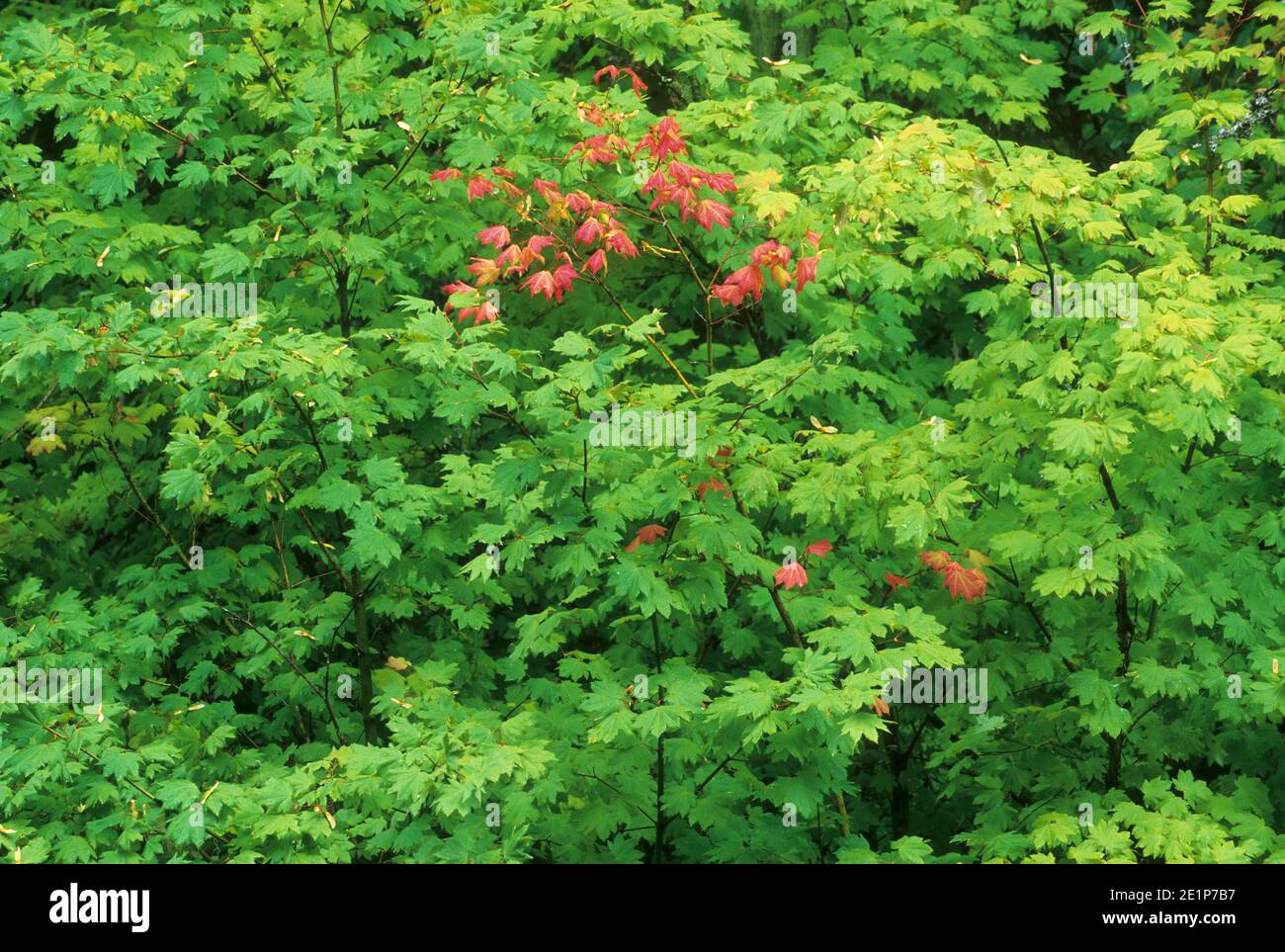 Vine Maple Leaves High Resolution Stock Photography and Images - Alamy