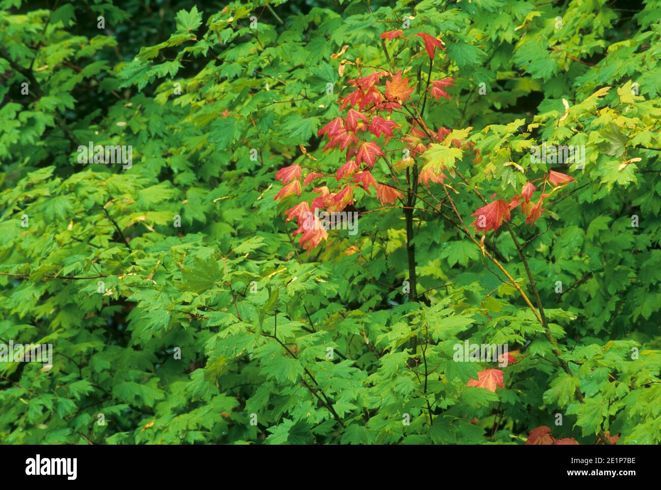 Acer circinatum hi-res stock photography and images - Alamy