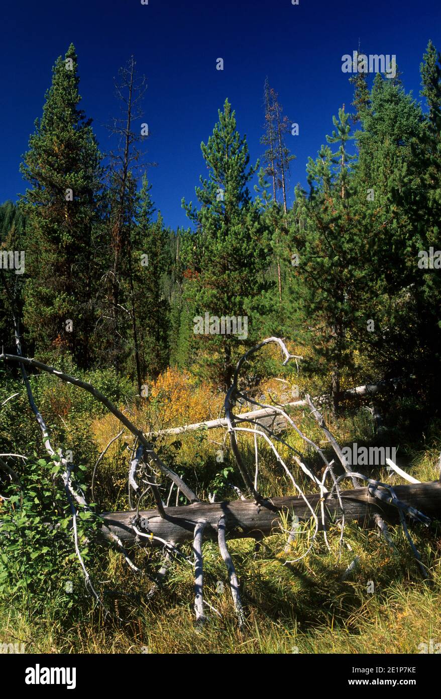 Lodgepole pine pinus contorta hi-res stock photography and images - Alamy