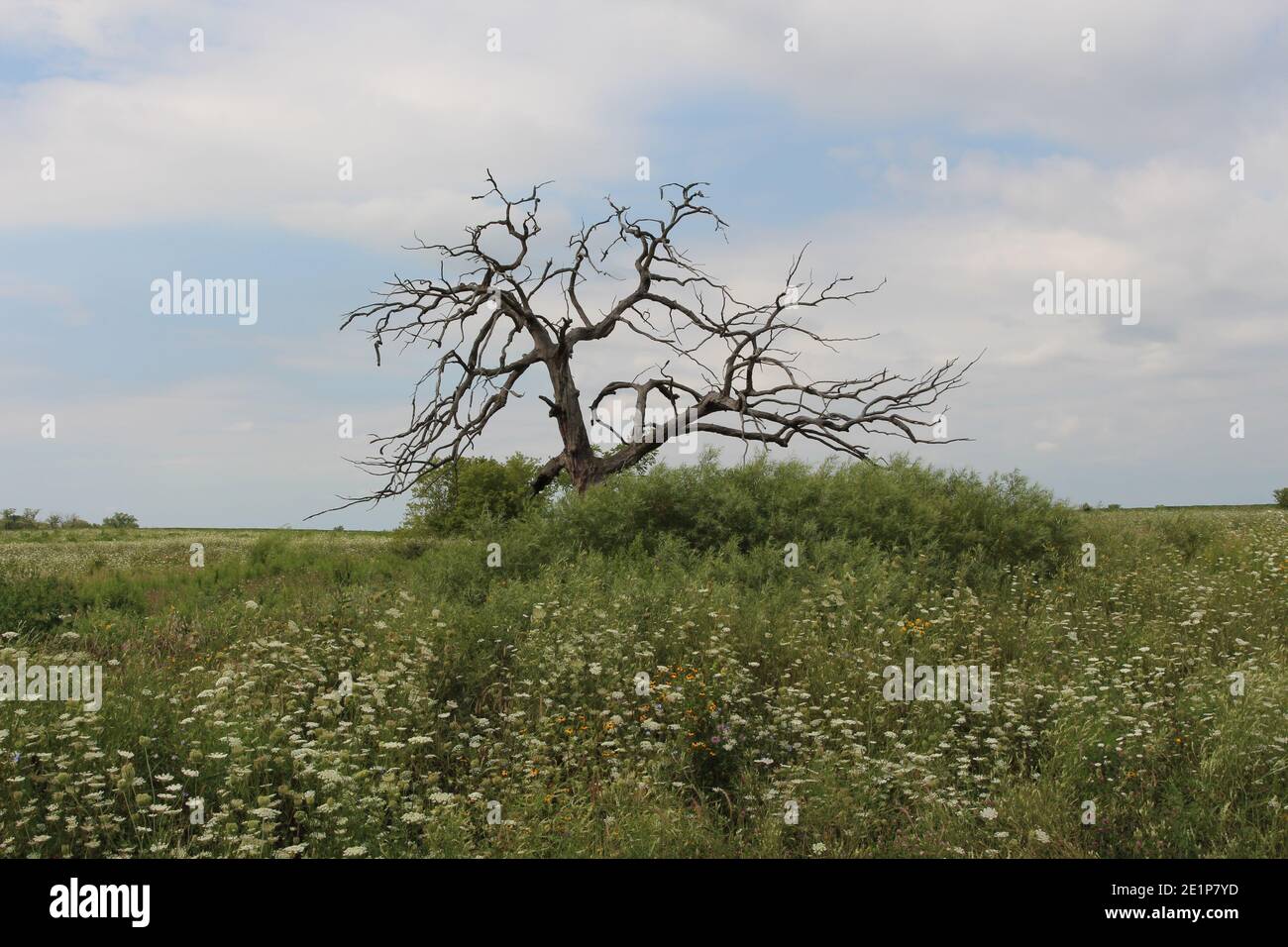 Prairie landscape grasses birds hi-res stock photography and images - Alamy