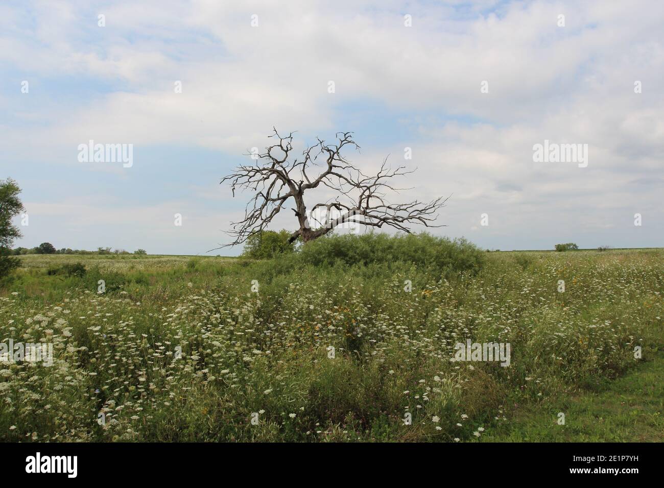 Illinois prairie wildflowers hi-res stock photography and images - Alamy