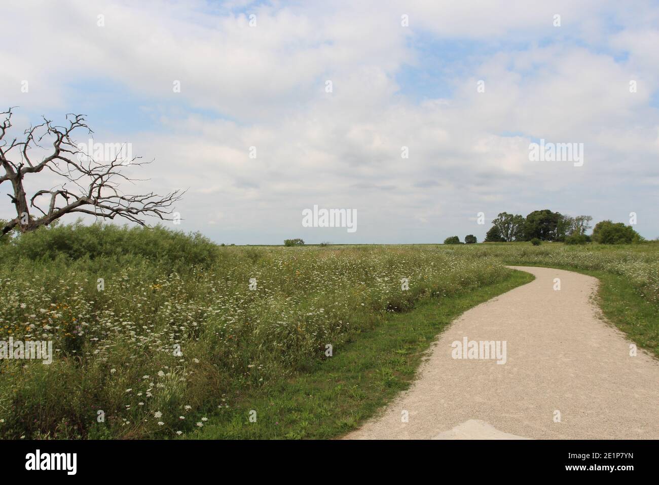 A wide walking trail through a prairie filled with wildflowers grasses ...