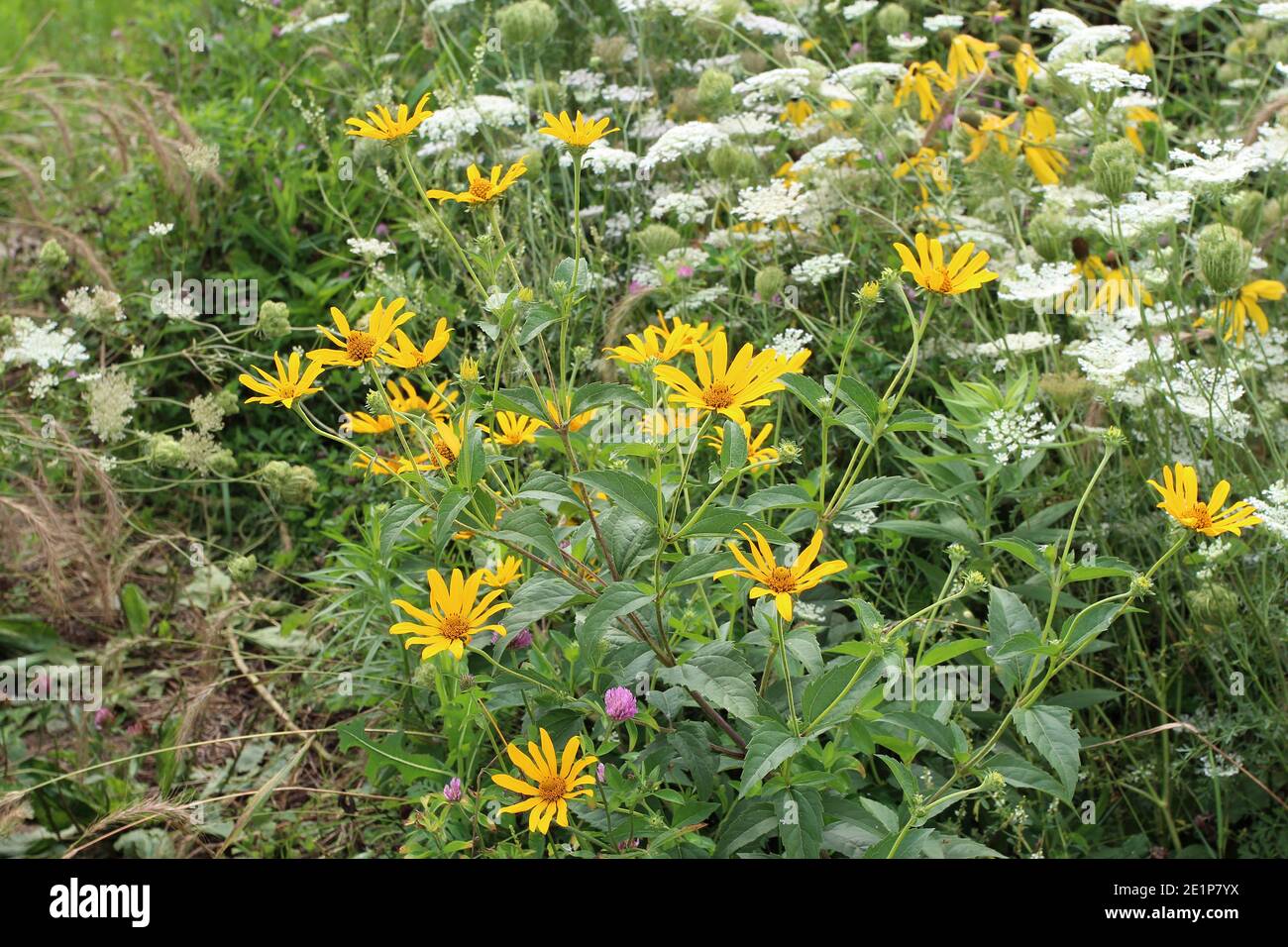Prairie wildflowers including Early Sunflower, Queen Anne's Lace ...