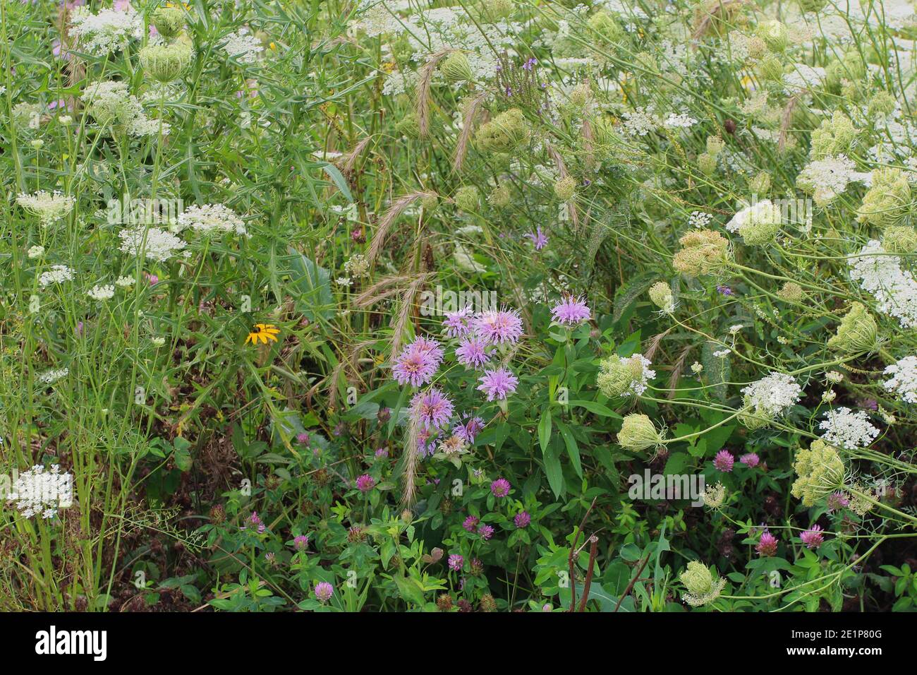 A group of wildflowers with Queen Anne's Lace, Bee Balm, Clover, Black ...