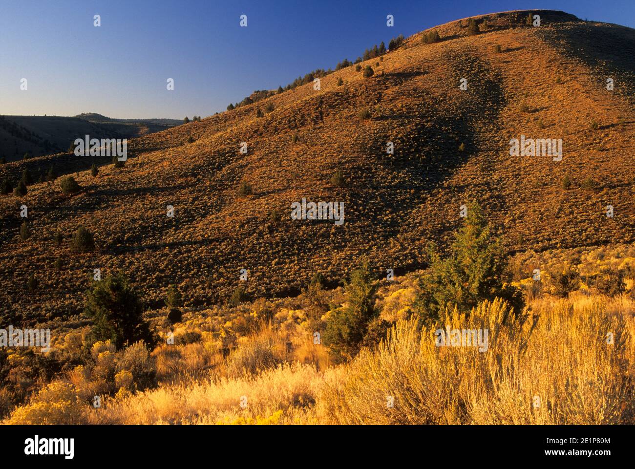 Suplee hi-res stock photography and images - Alamy