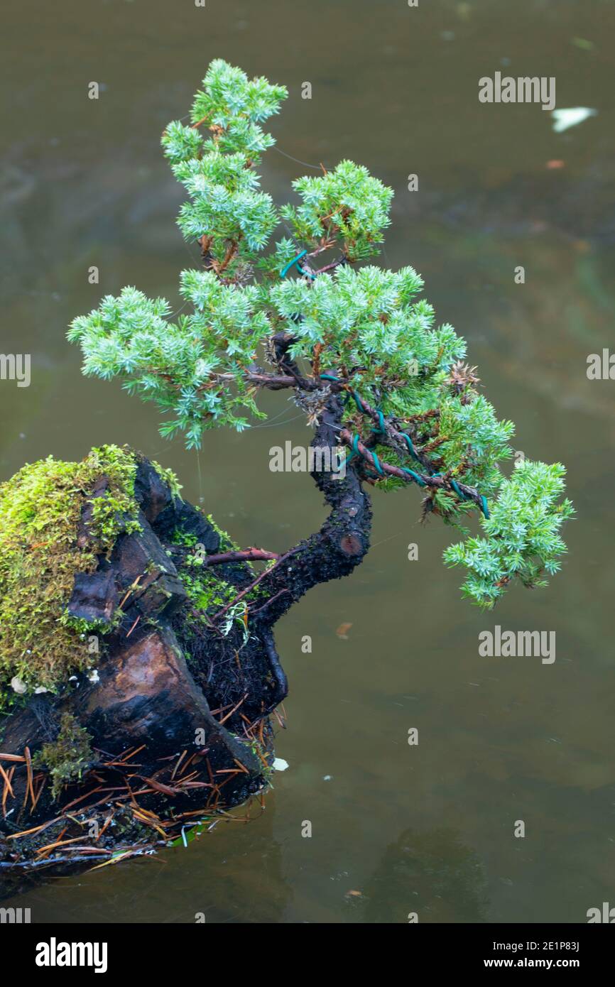 Bonsai tree, Jenkins Estate Park, Beaverton, Oregon Stock Photo - Alamy